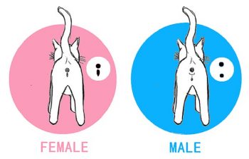Jak rozpoznać płeć małego kota?