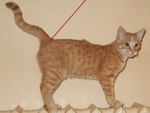 Jak rozpoznać płeć małego kota?