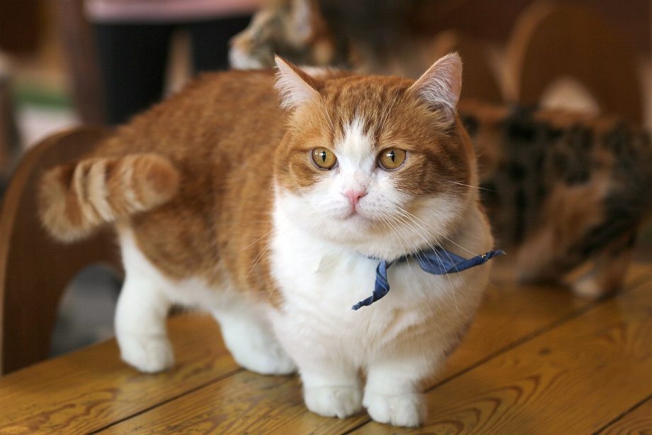 Kot elfi - inteligentny przyjaciel człowieka