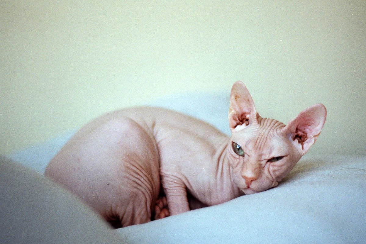 Dlaczego sfinks jest łysy? Historia powstania rasy