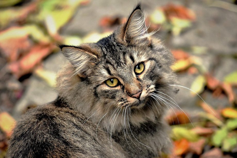 Kot elfi - inteligentny przyjaciel człowieka