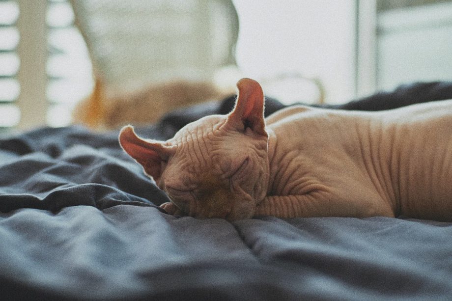 Kot elfi - inteligentny przyjaciel człowieka