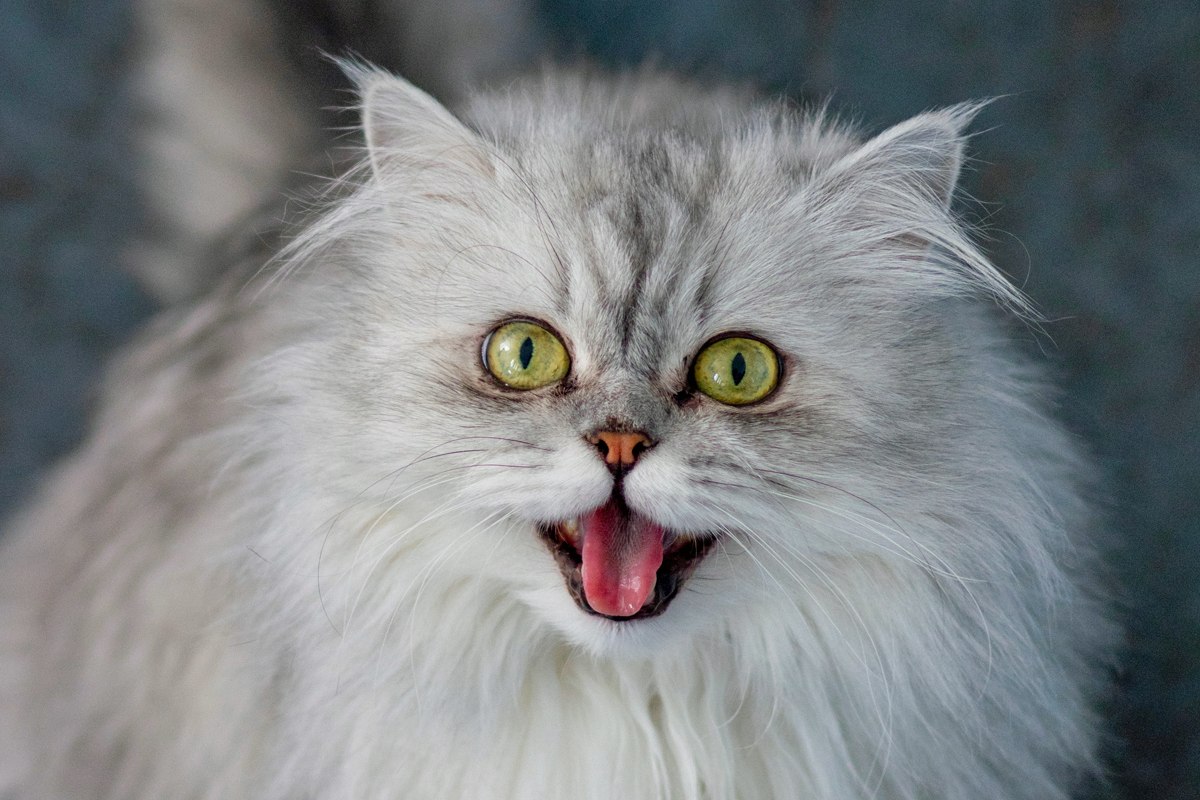 Co oznacza koci miauk - zdrowie kota, kocie sprawy